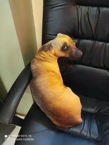 Compra el Cojín Perro de David Broncano - Envío 24h